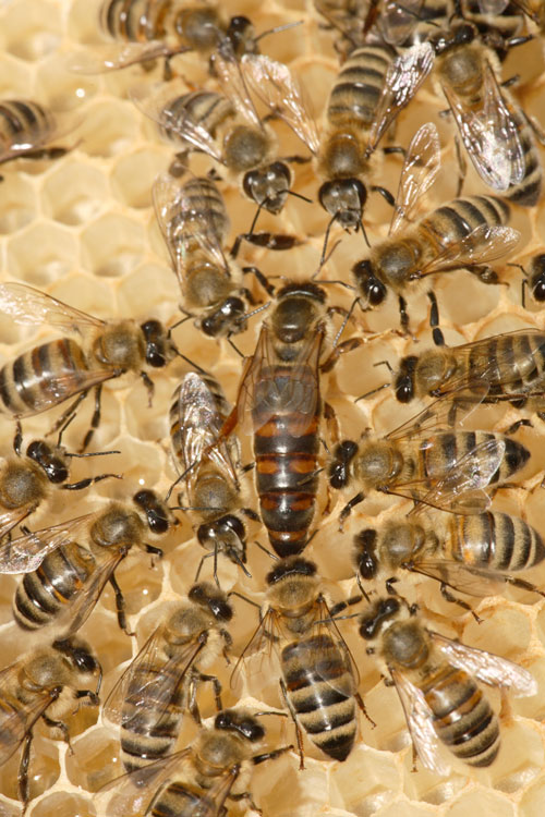2025 Locally Bred Buckfast Mated Queen Bees for sale